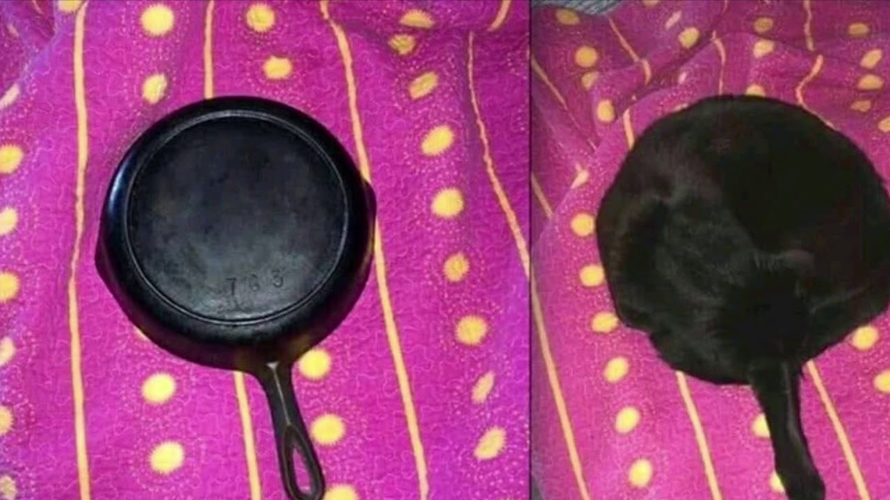 Cat’s fur iron skillet theme - YouTube
