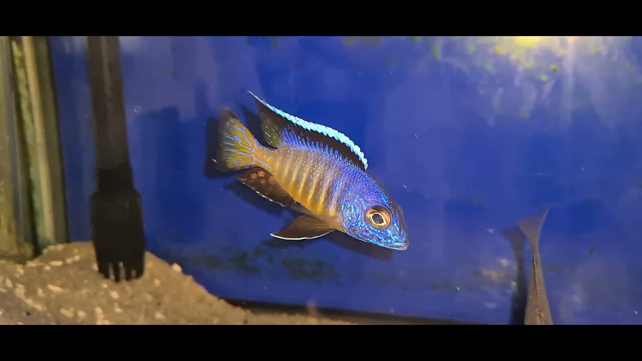 Hueseri Midnight Peacock - YouTube