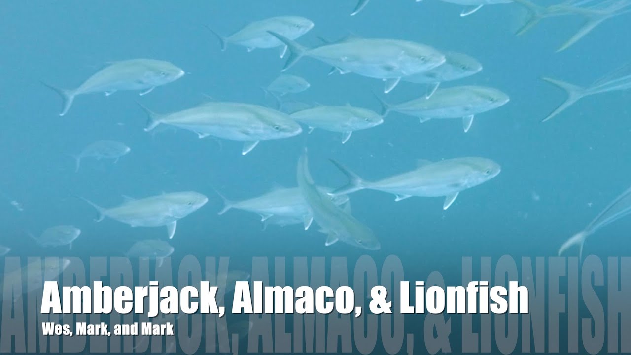 Amberjack, Almaco, & Lionfish - Destin, Florida Spearfishing - YouTube