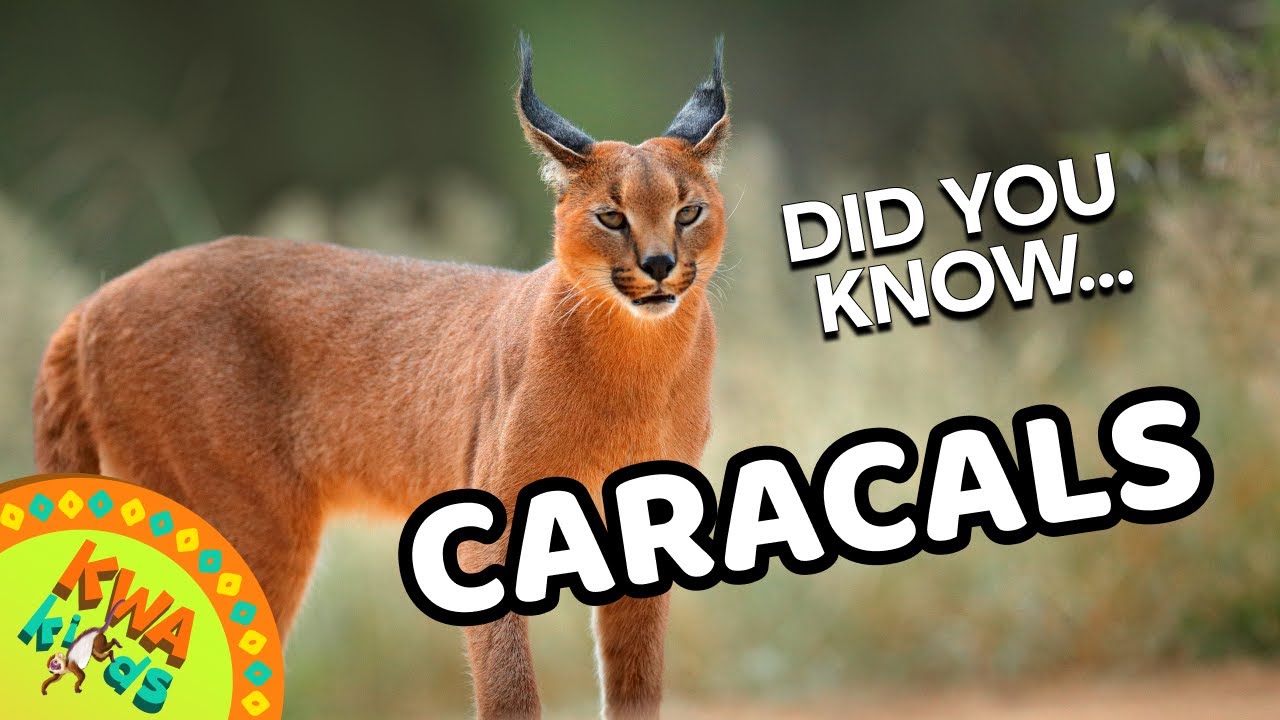 Did you know this about Caracals? - YouTube