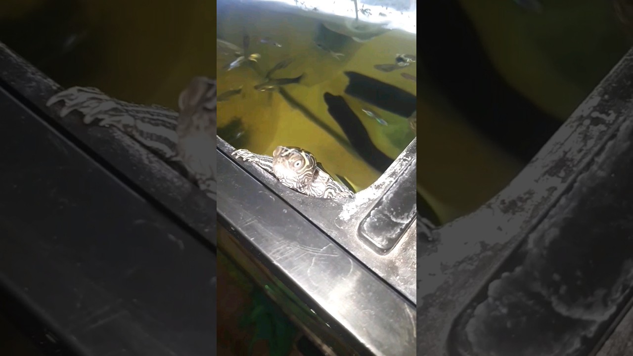 Map Turtle asking f - YouTube