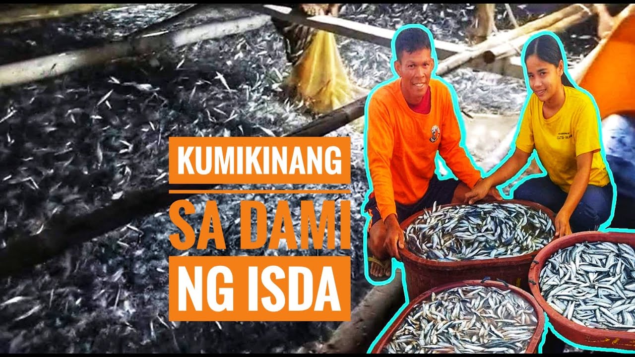 Parang Bituin sa Kalangitan ang mga ISDAng ito sa dami.. (Kinangan pag ...