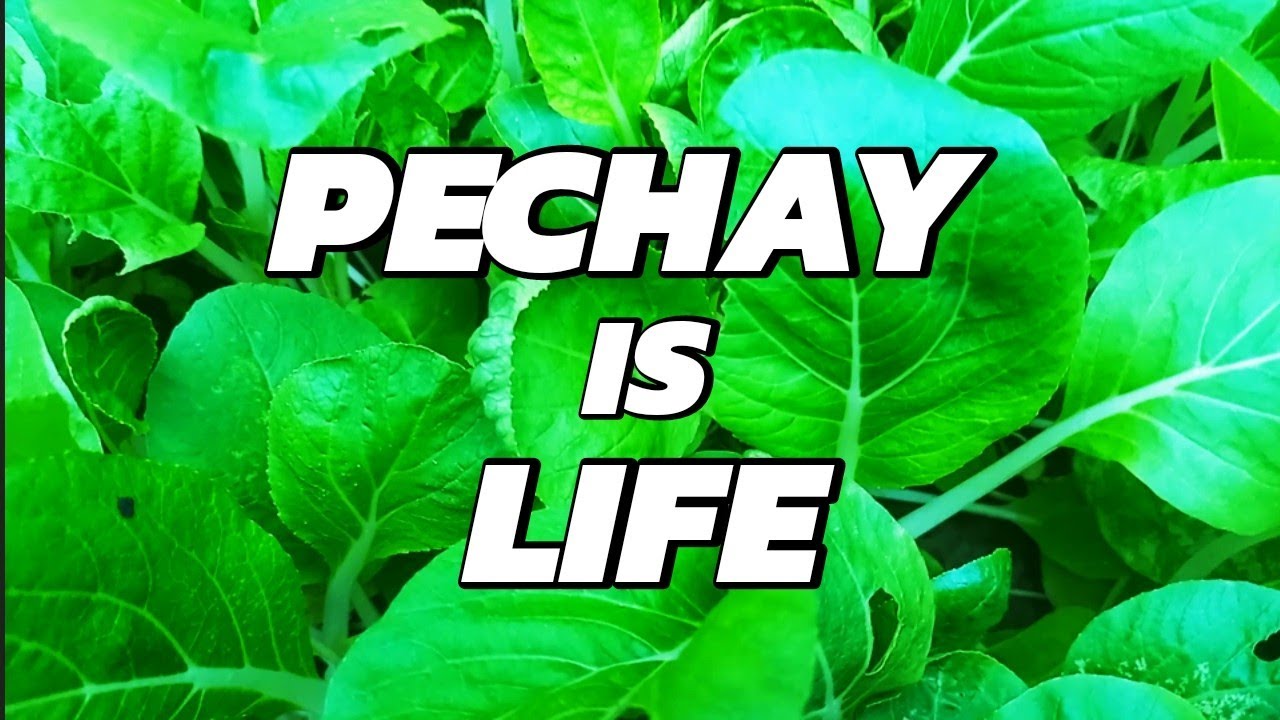 Ano ang Pechay? - Mga Detalye at Benepisyo ng Pechay, Alamin! - YouTube