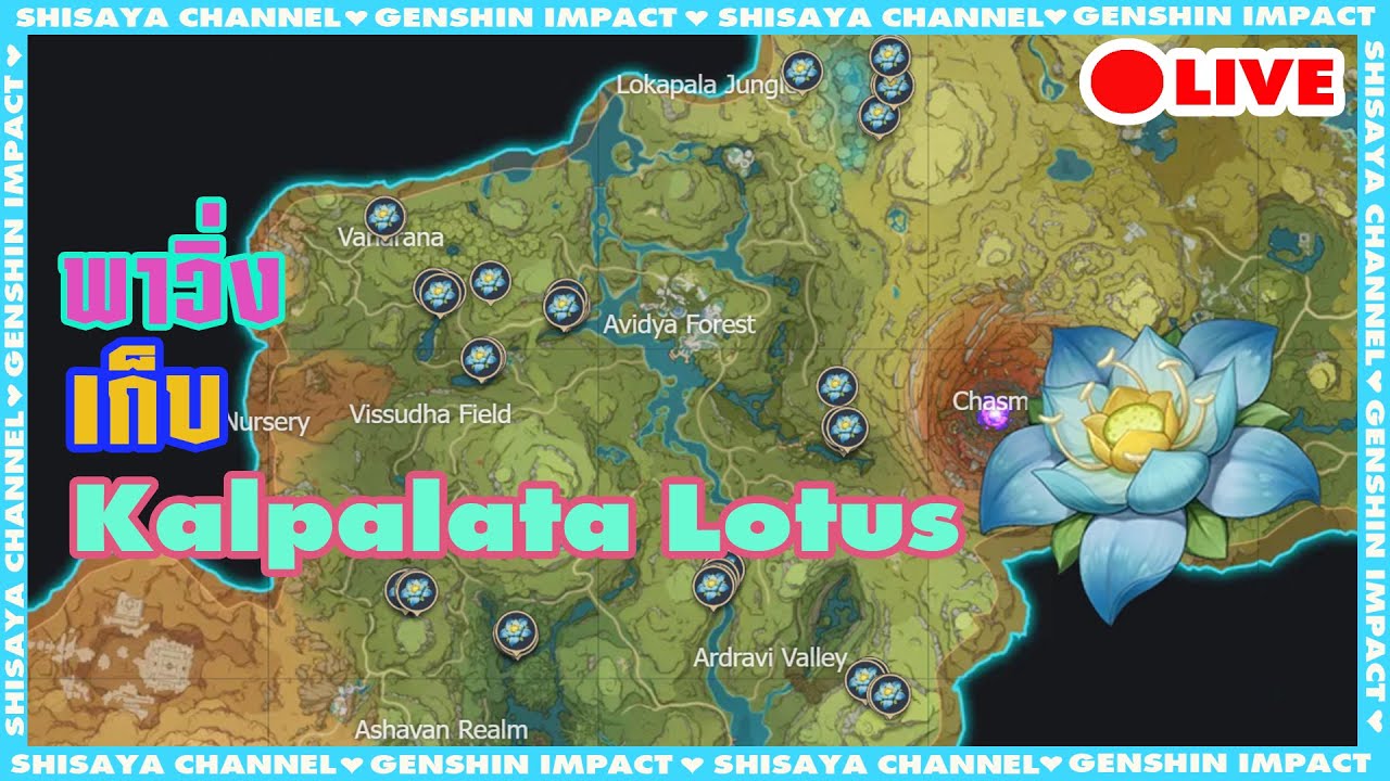 พาวิ่งเก็บ Kalpalata Lotus (วัสดุเลื่อนขั้น Nahida และ Dori) - YouTube