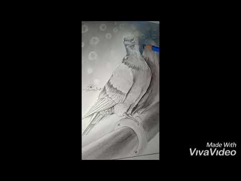 New Pencil work kabutar 🐥 - YouTube