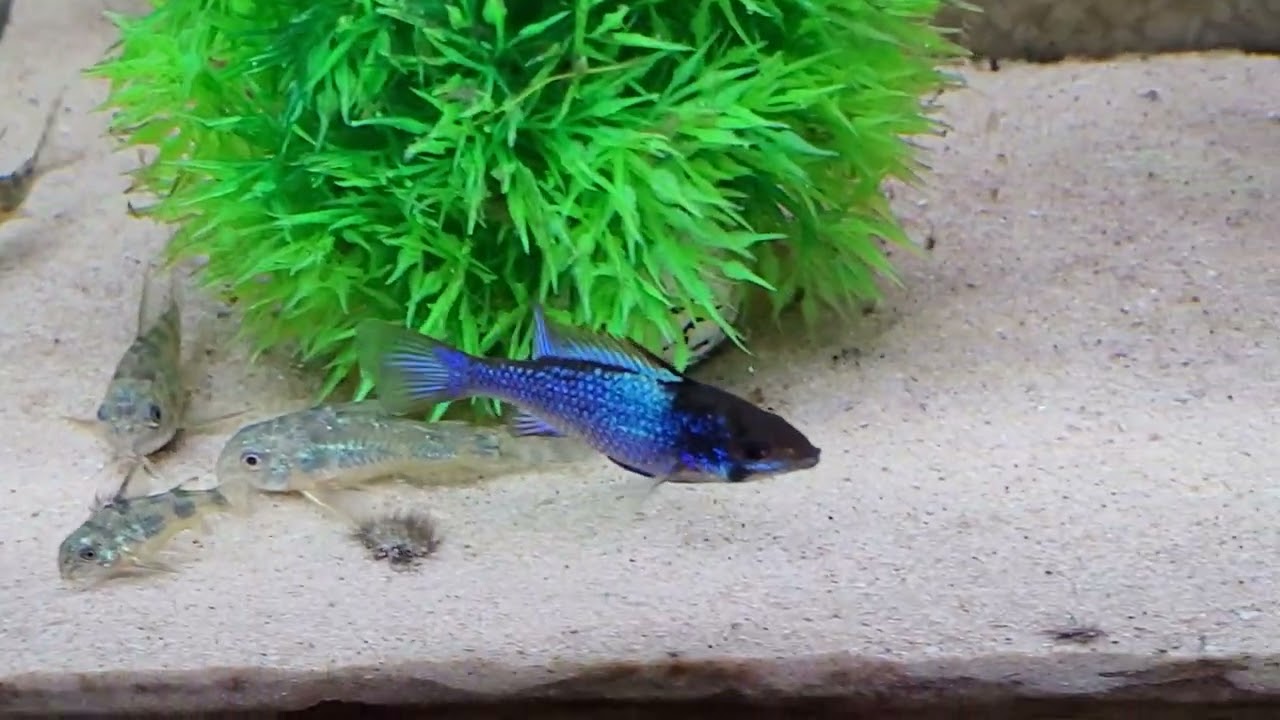 Blue devil Ram - YouTube