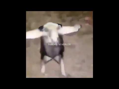 SEVMEK ZORUNDA DEĞİLSİN !