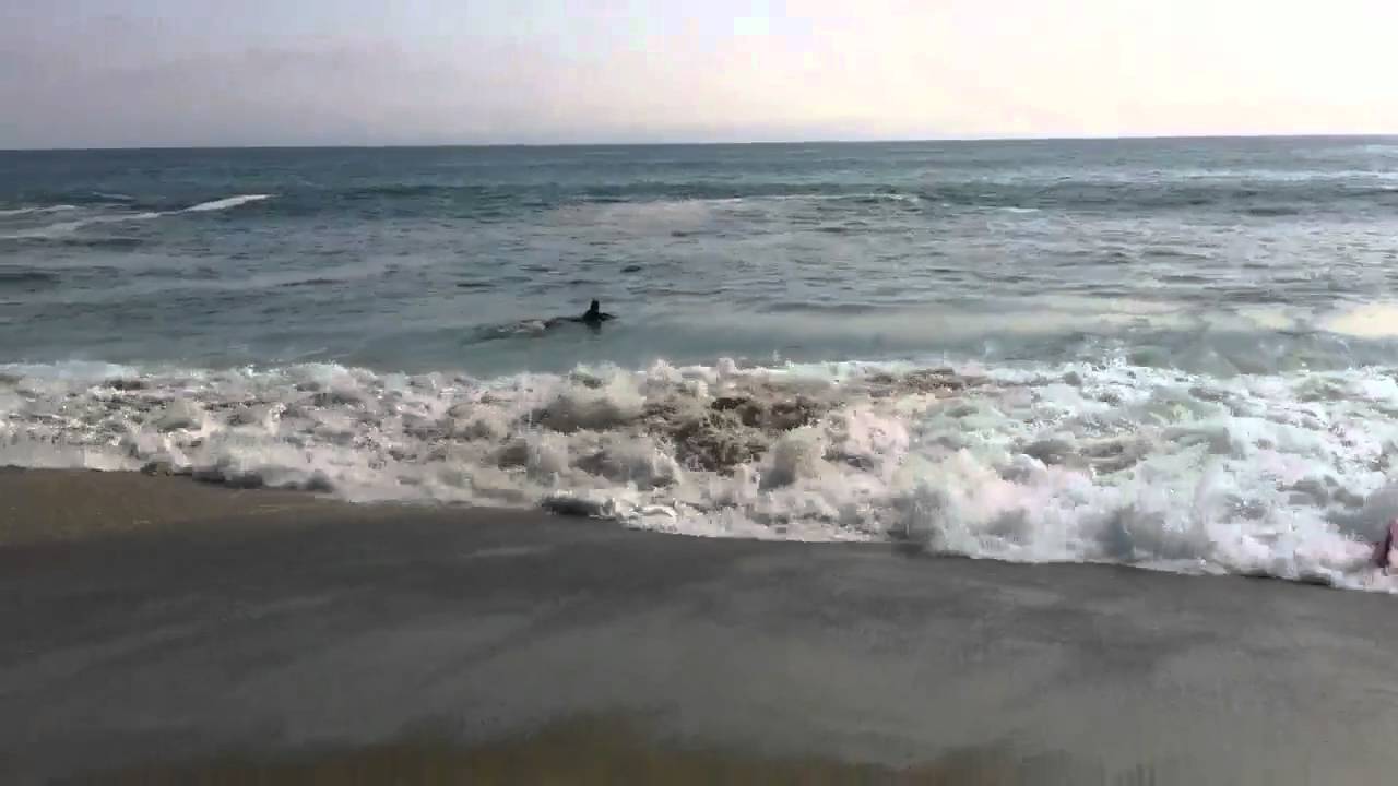 Stinky Seal - YouTube Music
