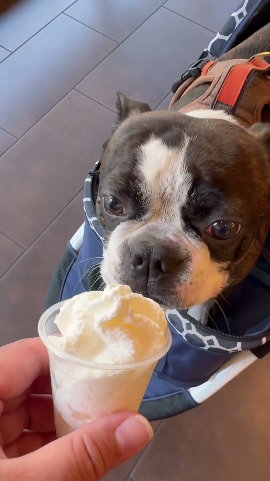 Starbucks Pup Cup! Yum! - YouTube