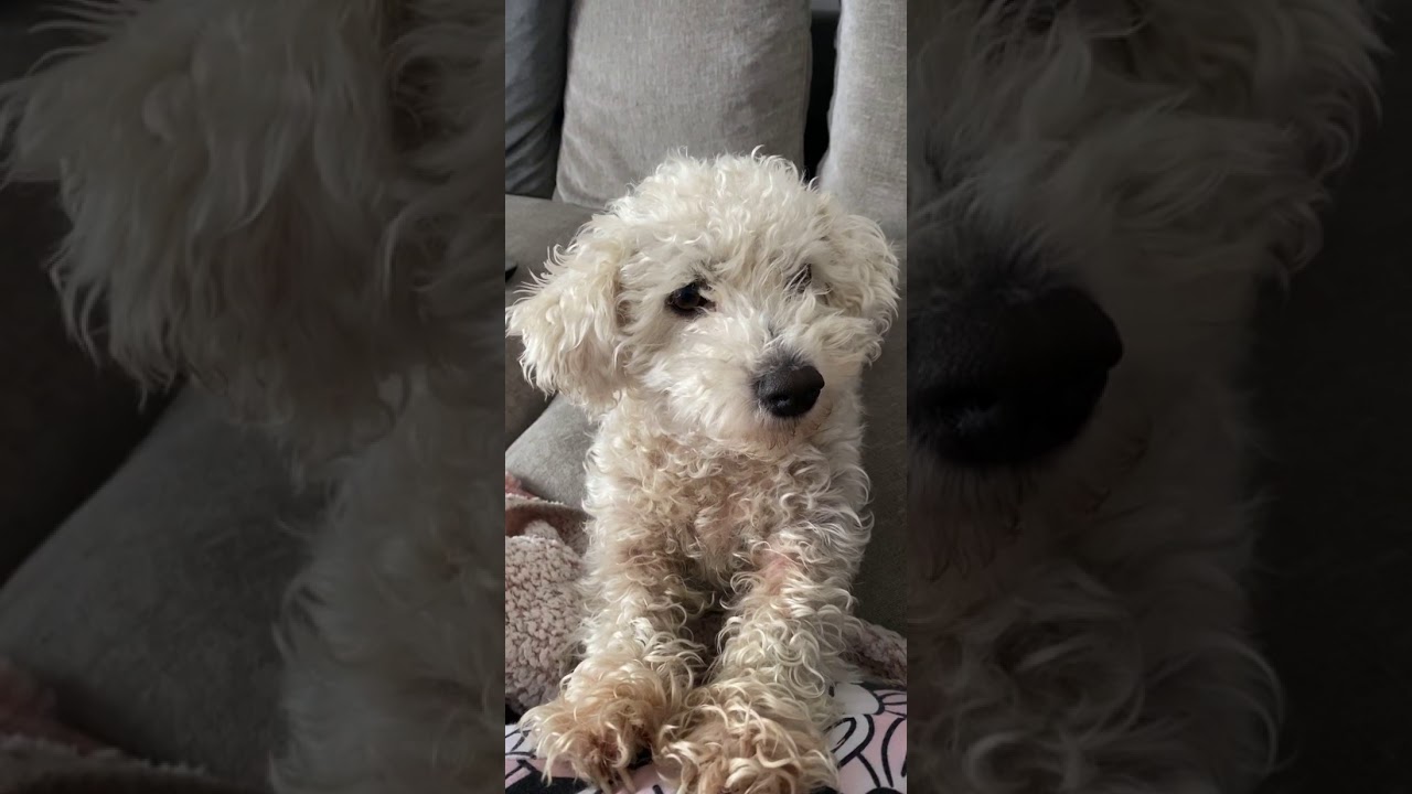 Needy dog - YouTube
