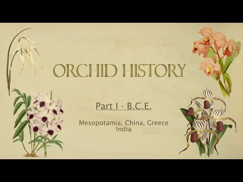 Where Do Orchids Grow Map