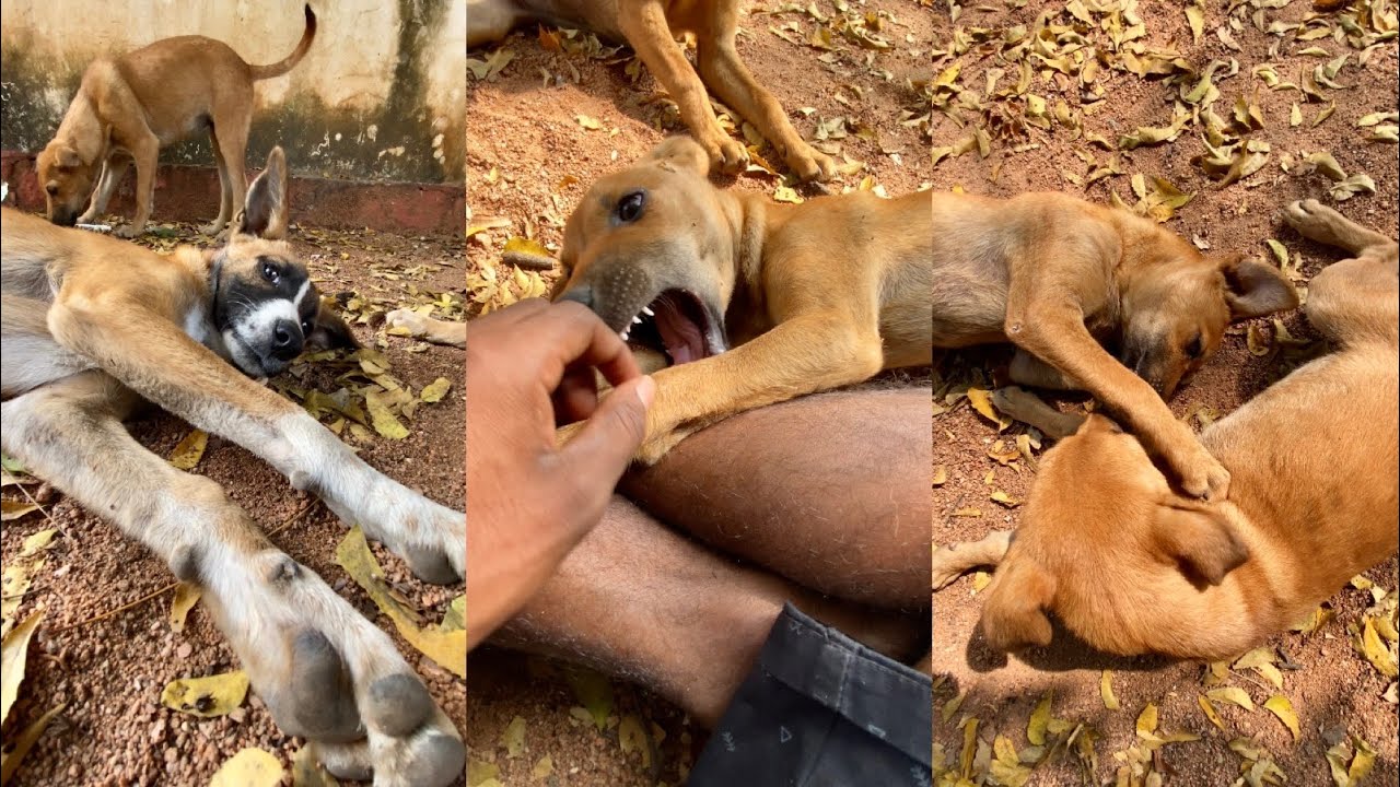 I Spend time with cute stray furry friends - YouTube