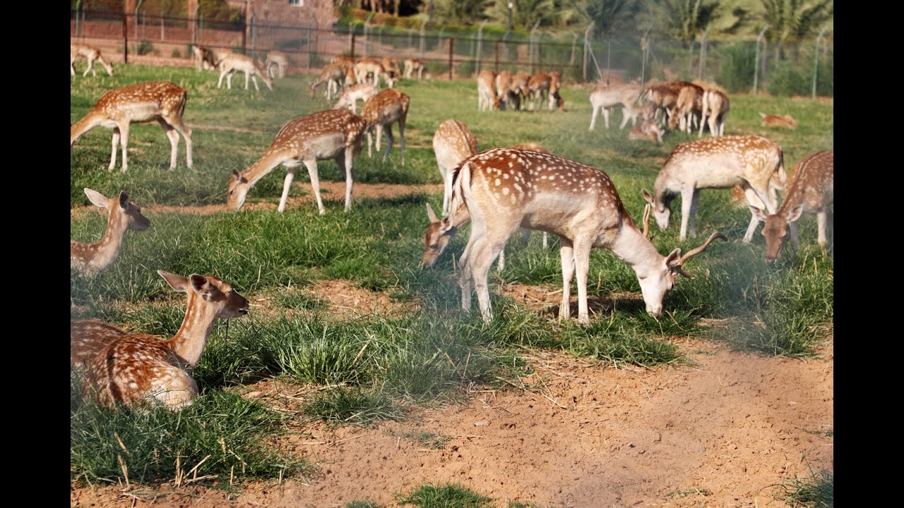 Deer Farm Buraidah - YouTube
