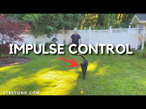 How To Teach Your Dog Impulse Control Using The E-Collar - YouTube