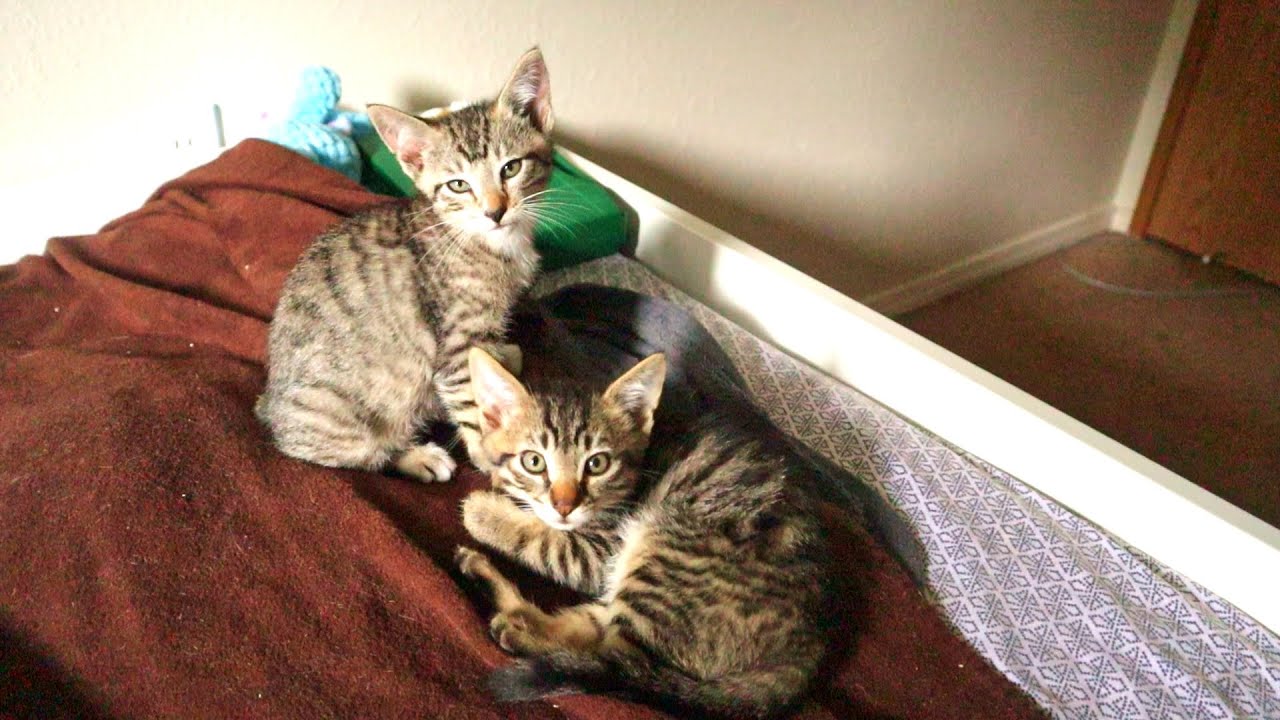 8-Week-Old Kittens and Mom - YouTube