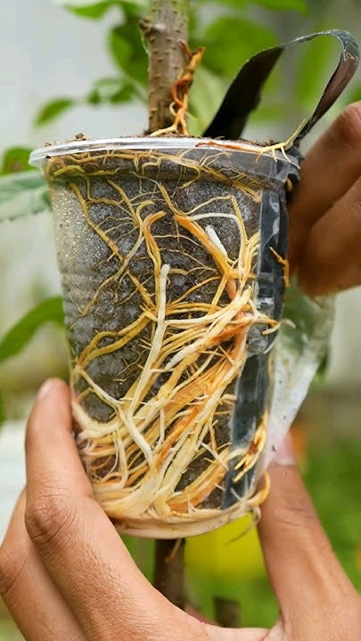 🍎Apple tree propagation by air layering using Aloe Vera - easy method # ...