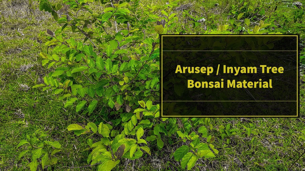 INYAM TREE Hunting part 1 |ARUSEP OR BINUYUYO BONSAI MATERIAL | Bonsai ...
