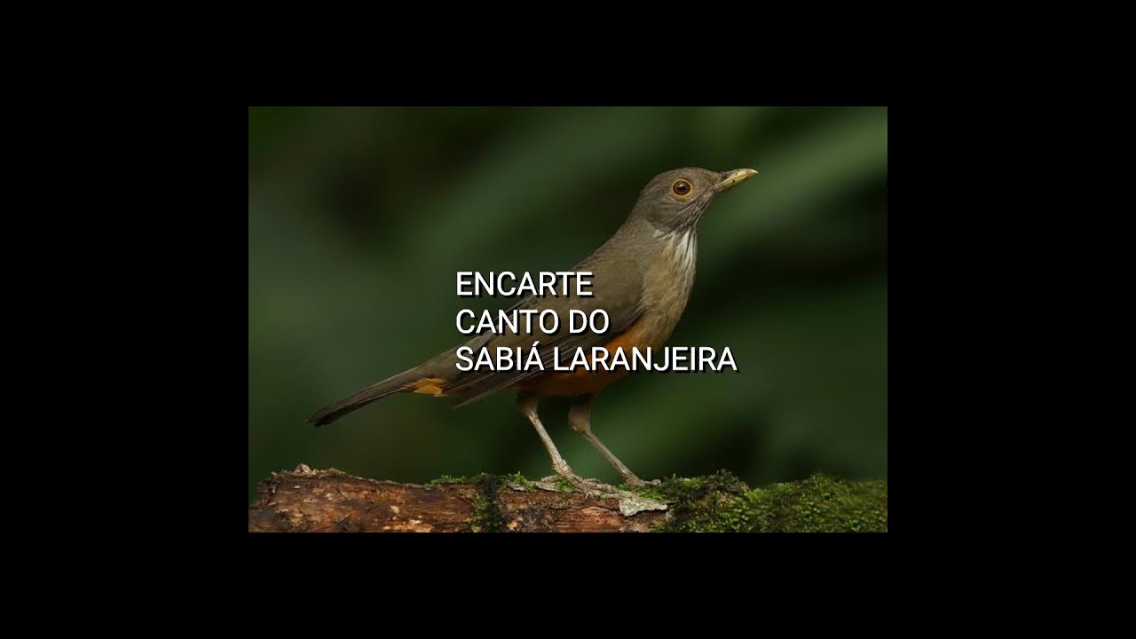 Canto do SABIÁ LARANJEIRA, ótimo para ensinar filhotes. - YouTube