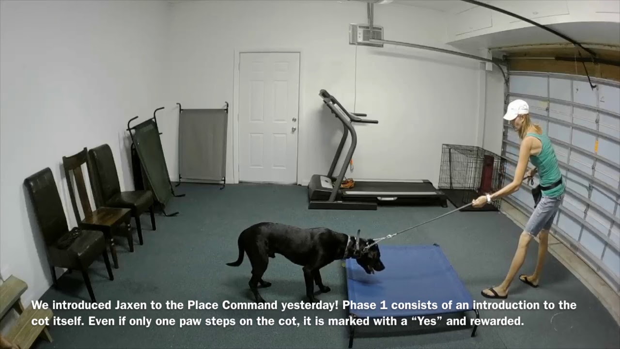 How To Teach an Anxious Dog the Place Command - YouTube