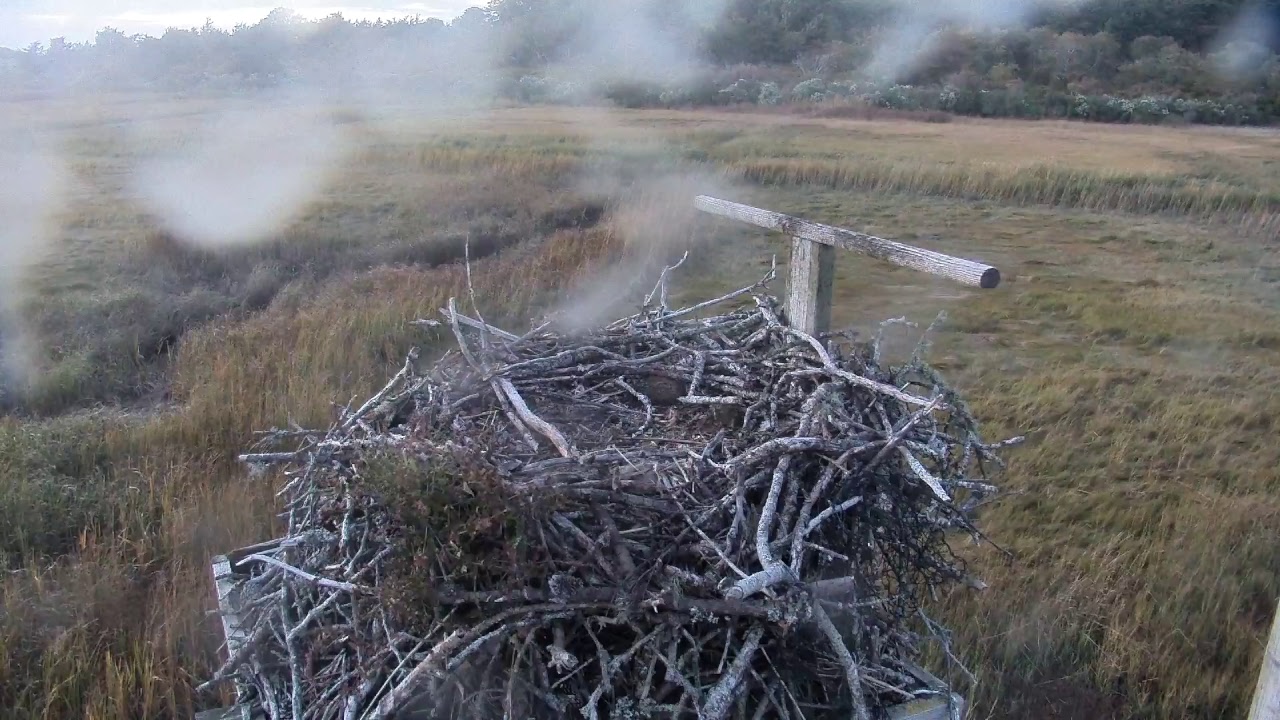 Cape Cod Museum of Natural History Live Stream - YouTube