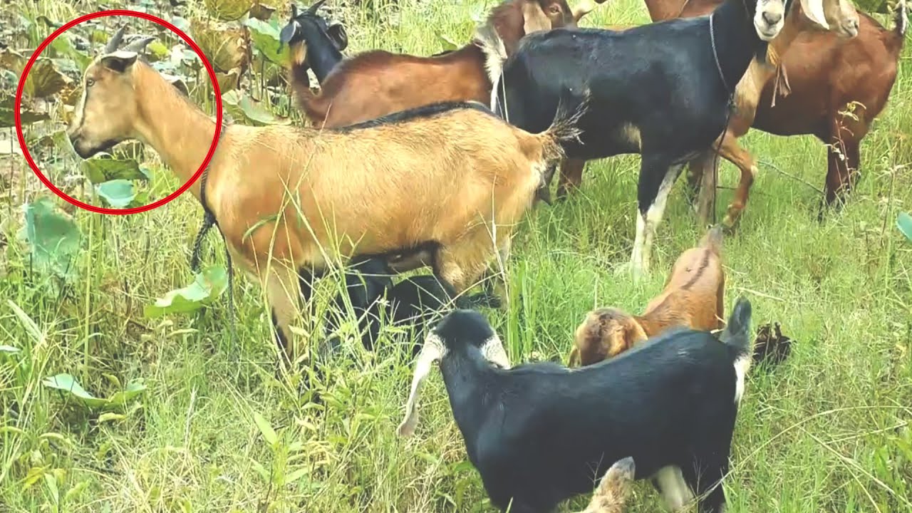 Team Goat Eating Lotus leaf And Grass In The Lotus Farmer #My Pet VD# ...