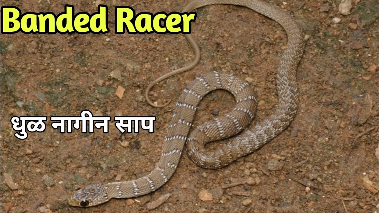 Banded Racer Snake (Non-venomous) धुळ नागीन साप (बिष हिन) #dhooldance # ...