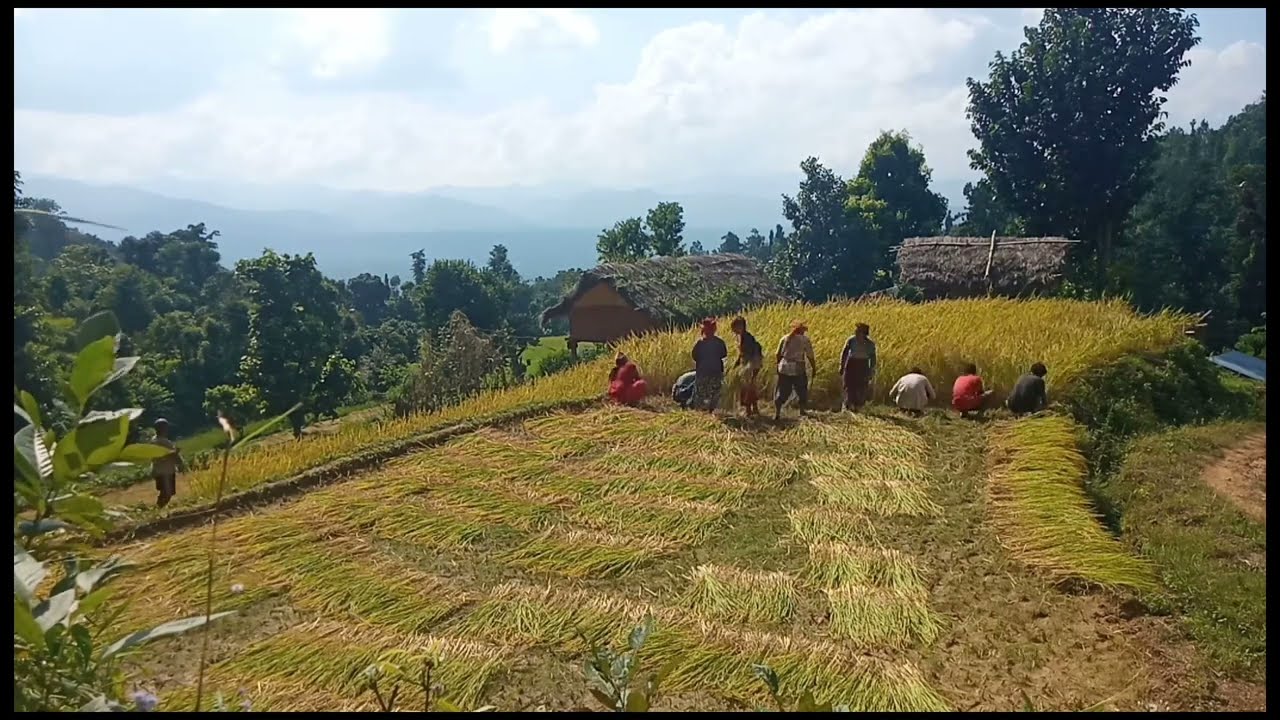 Paddy cutting in himalayan region || Team or unity have power👊 || # ...