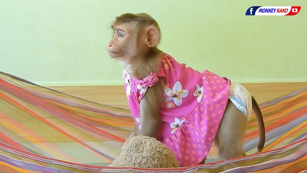 Baby Monkey | Cutie Monkey Luna Playing On Hammock - YouTube