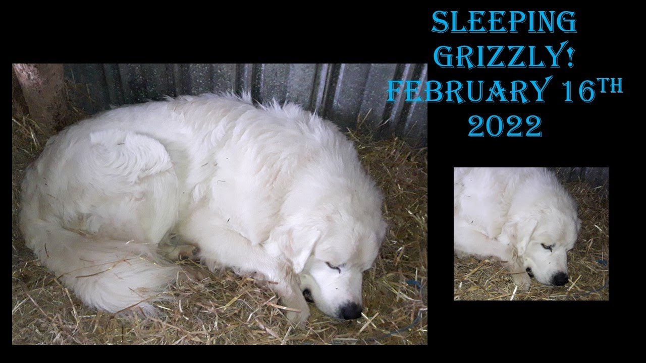 Our Dog Adventure: Our Great Pyrenees Sleeping Grizzly...Close Up ...