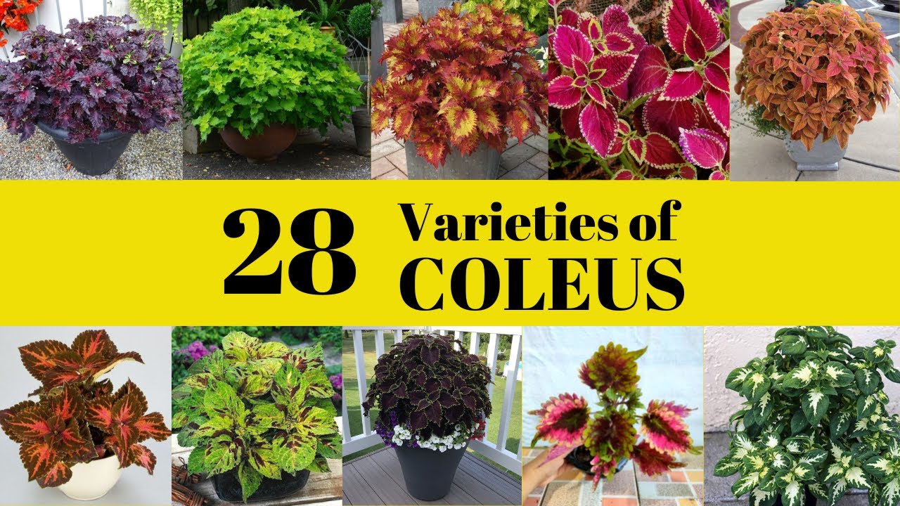 28 Best Varieties of Coleus Plant with Names | Mayana 🌳| Coleus Huge ...