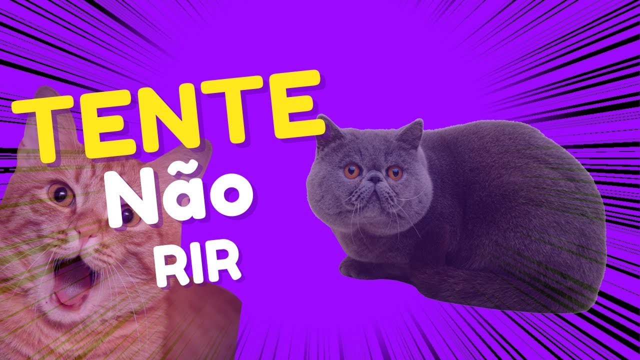 TENTE NÃO RIR COM ESSES GATOS SUPER FOFOS 😽(MELHOR VIDEO) - YouTube