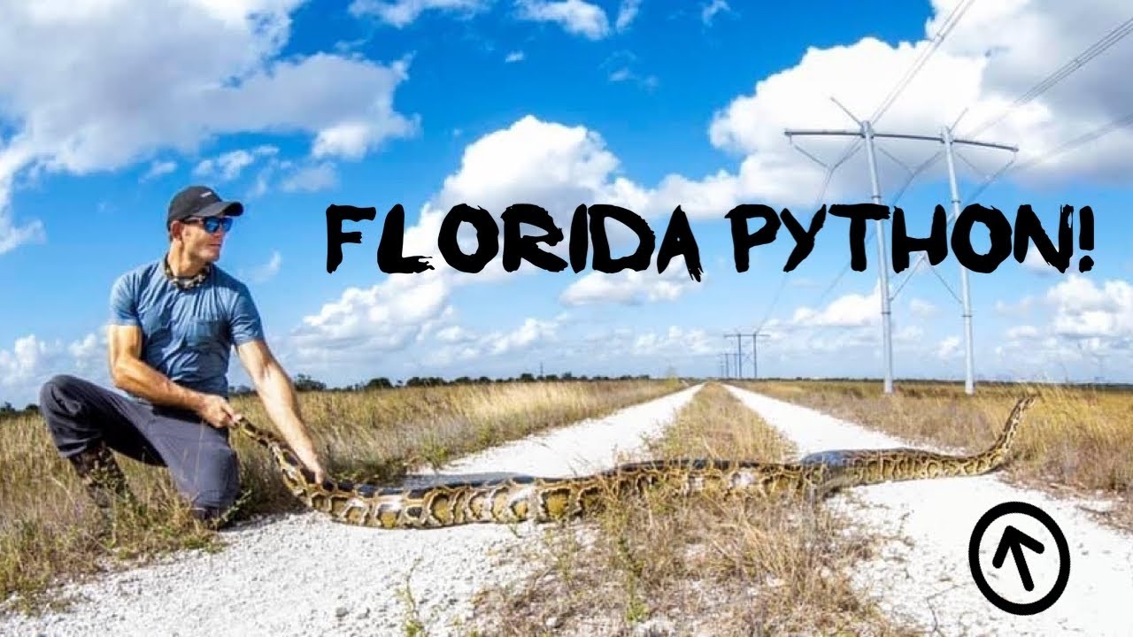 Catching a 12 foot Florida python! - YouTube