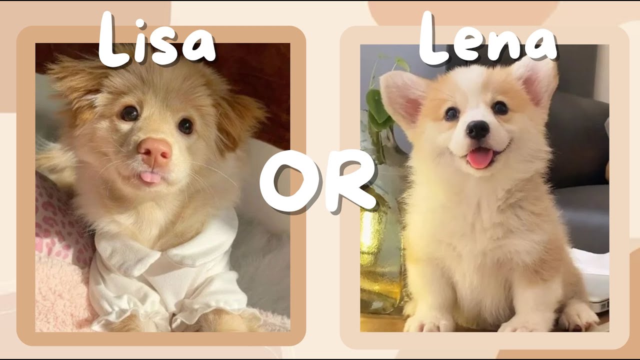 Lisa or Lena (animal edition🐶) #lisa #lena #lisalena #lisaandlena - YouTube