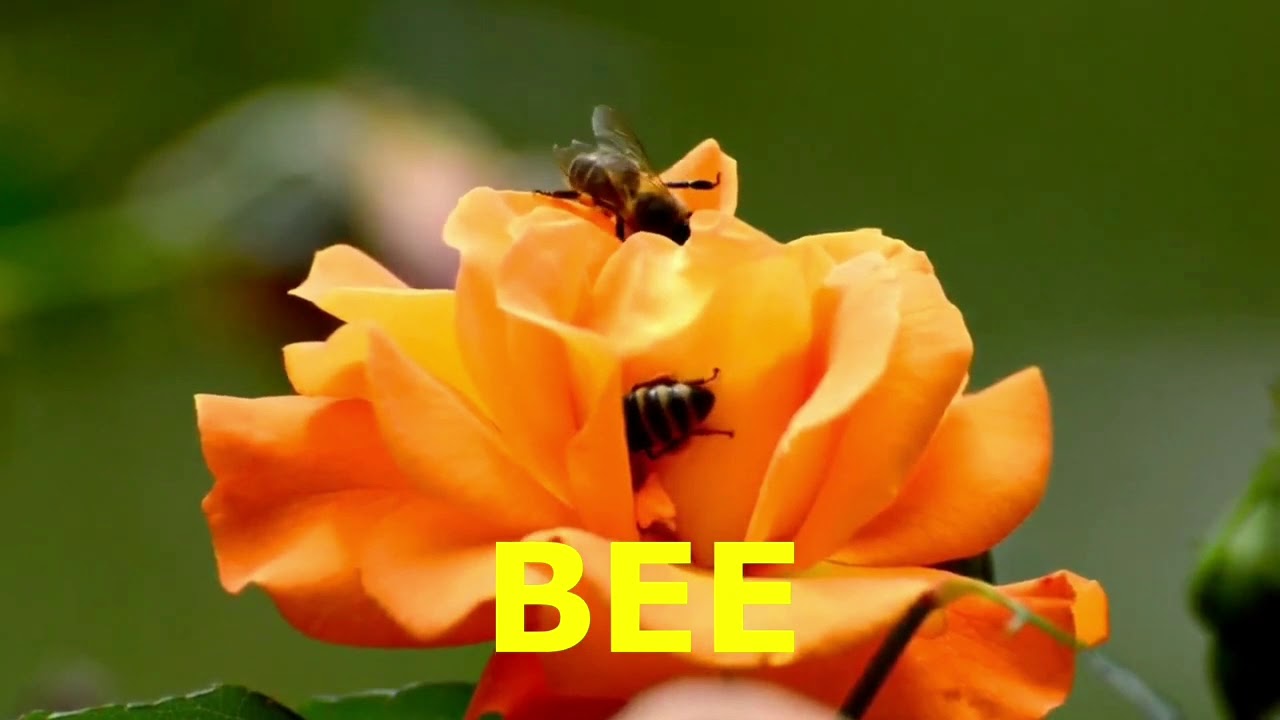 Bee,snake sounds-10 second of bee noises to amazing #song new 2020 like ...