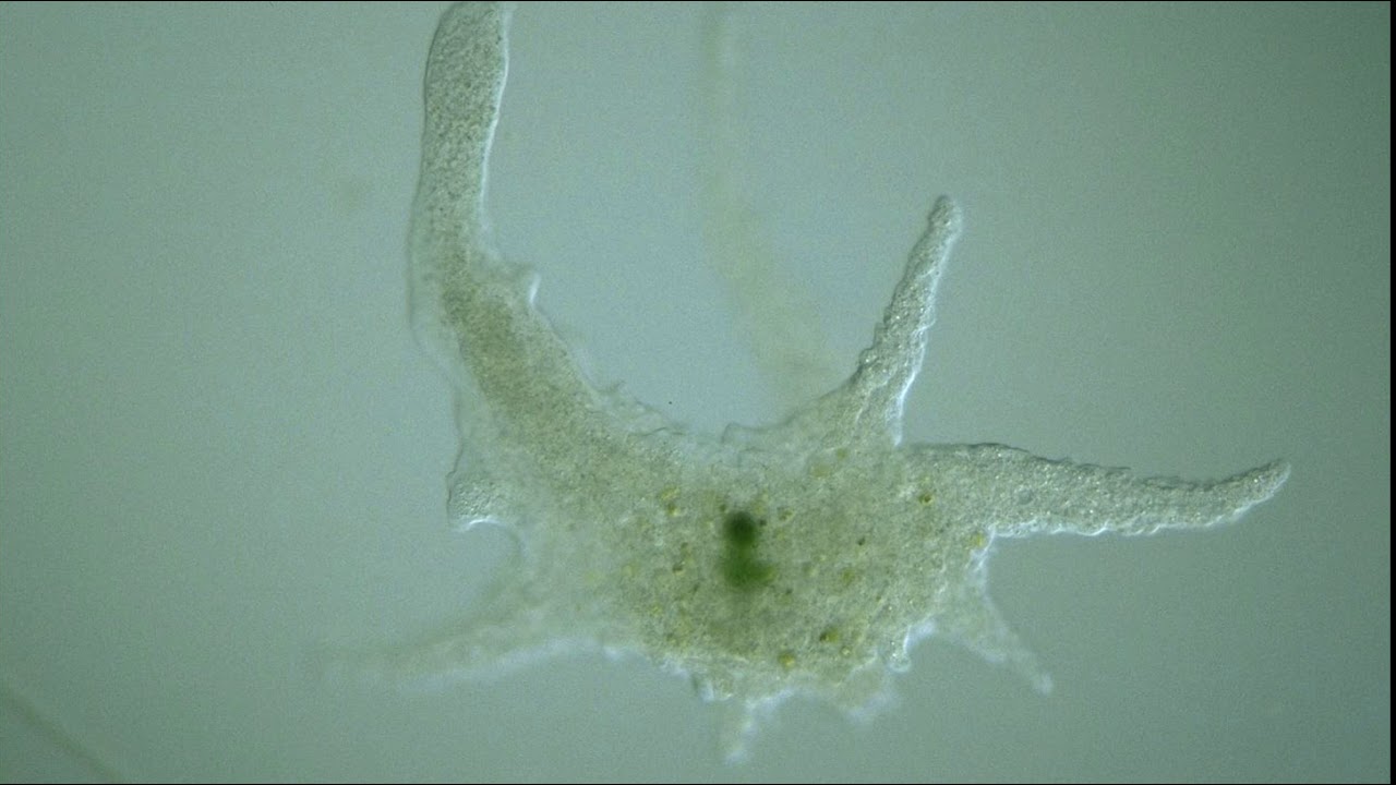 Chaos (genus) | Wikipedia audio article - YouTube