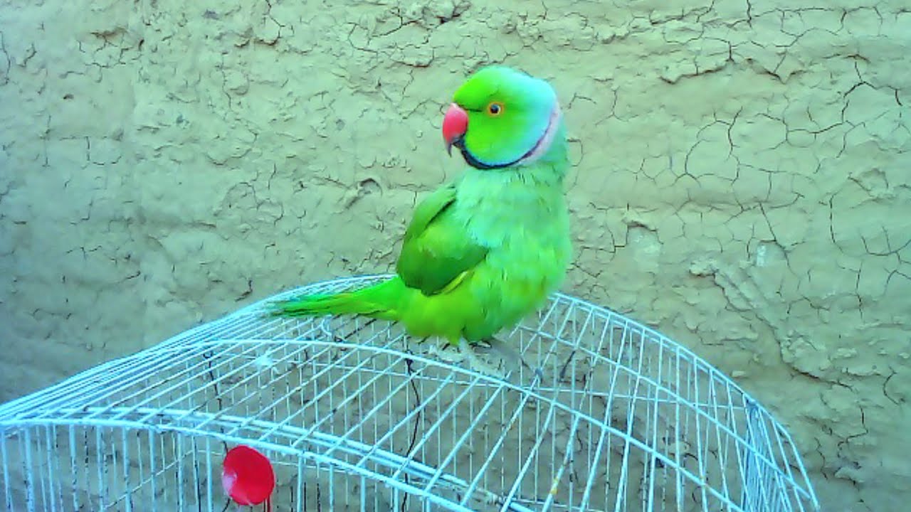 Beautiful green ringneck parrot talking - YouTube