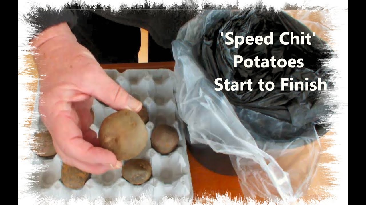 HGV Grow Potatoes 'Speed Chit' Potatoes Start to Finish - YouTube