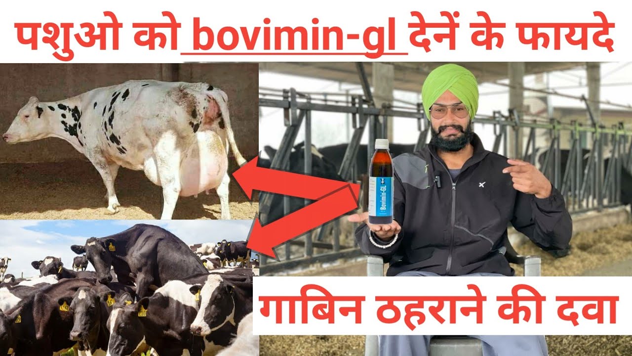 Repeater cow solution । पशुओ को bovimin-gl देनें के फायदे । गाय को ...