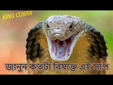 King Cobra !! King Cobra Snake !! King Cobra Eating Another Snake ...