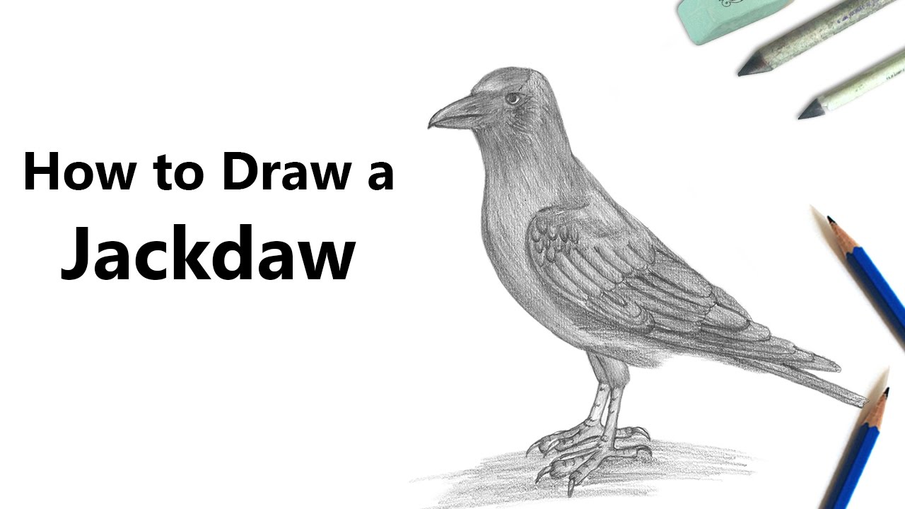 How to Draw a Jackdaw with Pencils [Time Lapse] - YouTube