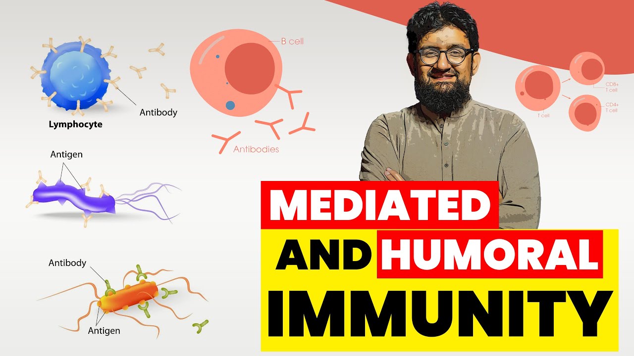 Cell Mediated and Humoral Immunity - YouTube