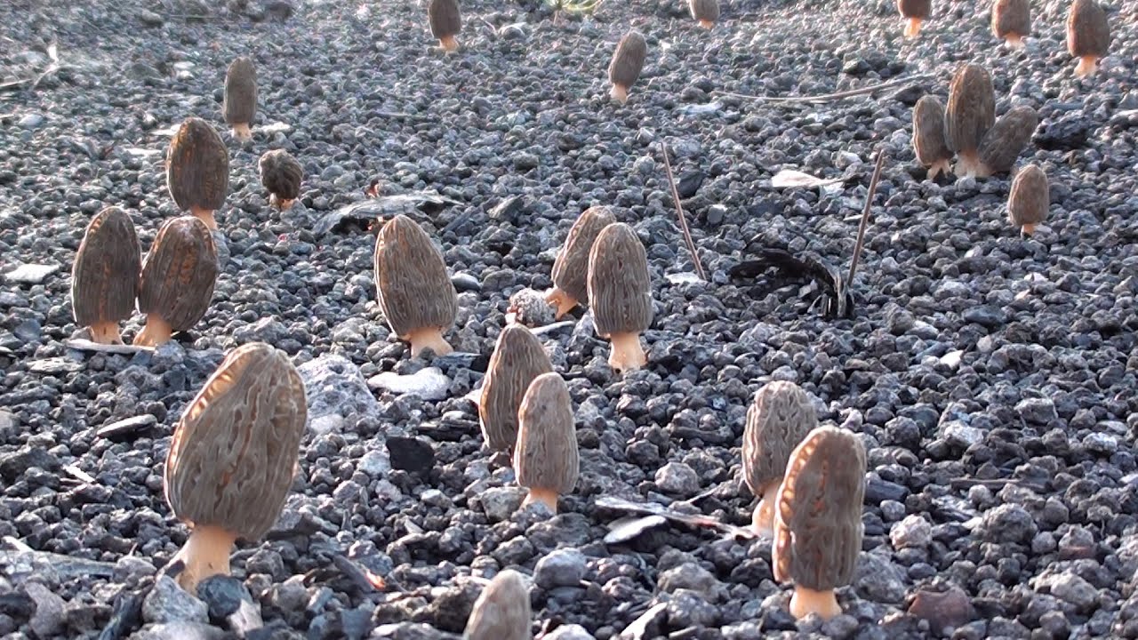 Funghi in habitat dalla " A " alla " Z " - ventunesimo ( 21°) capitolo - by diavolorosso - YouTube