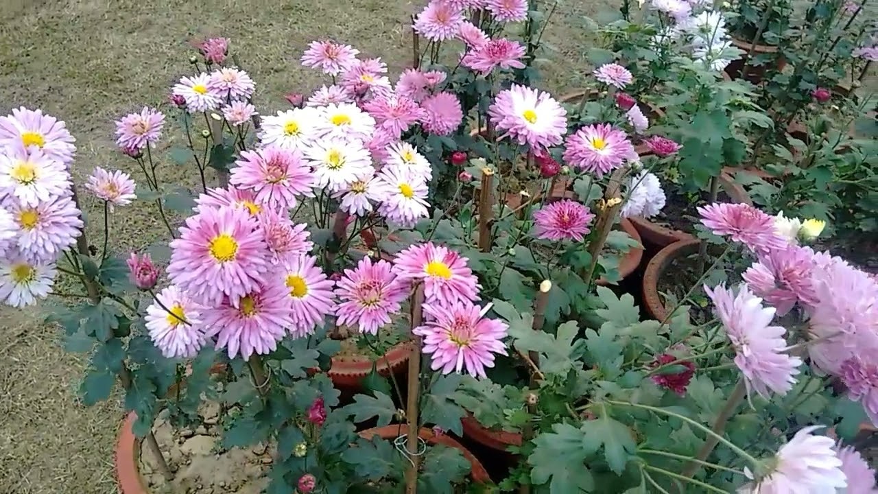 Beautiful Guldaudi flowers | गुलदाउदी पर ढेरों फूल, - YouTube