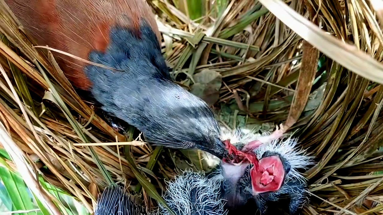 Cage Chaos. All These Baby Birds Are STARVING!!! - YouTube