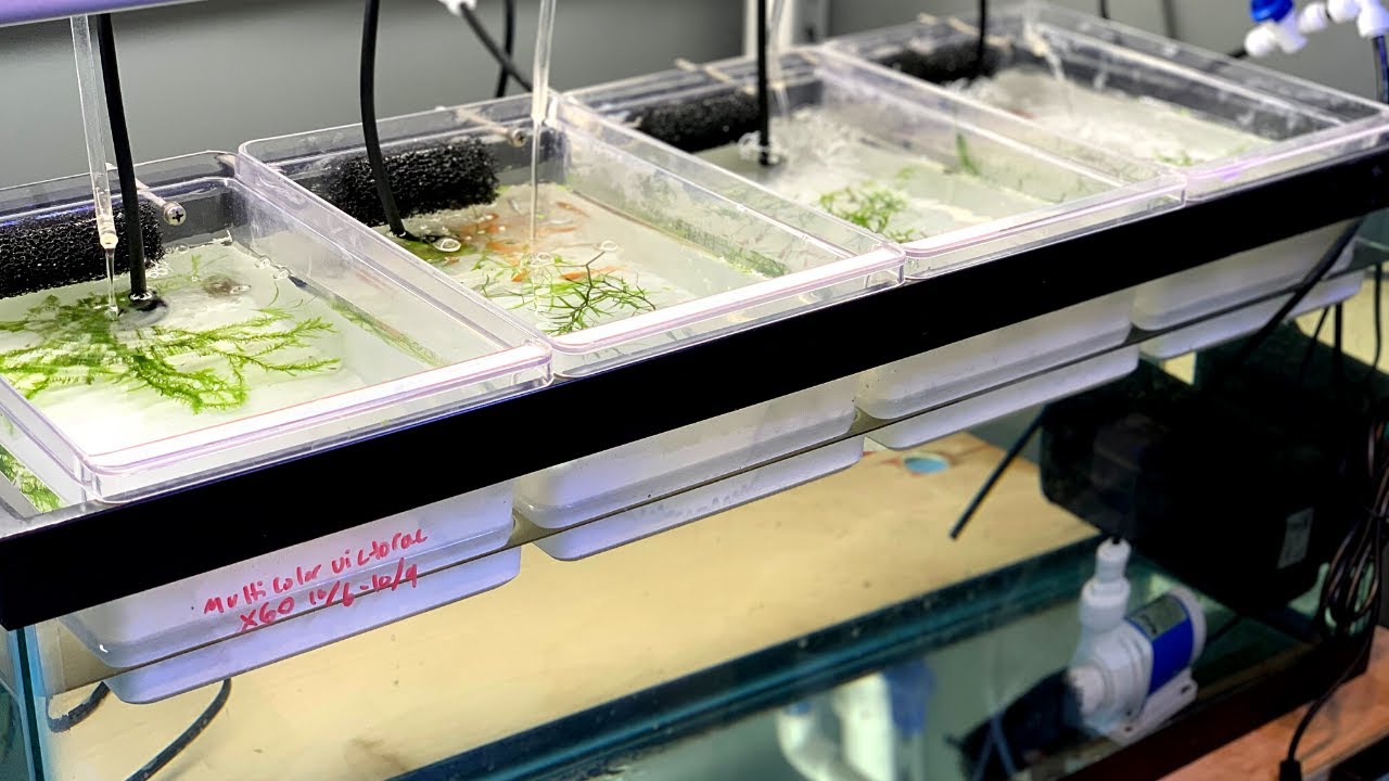 Building The Most GENIUS DIY System For Raising Baby Fish (Dean’s Fish ...