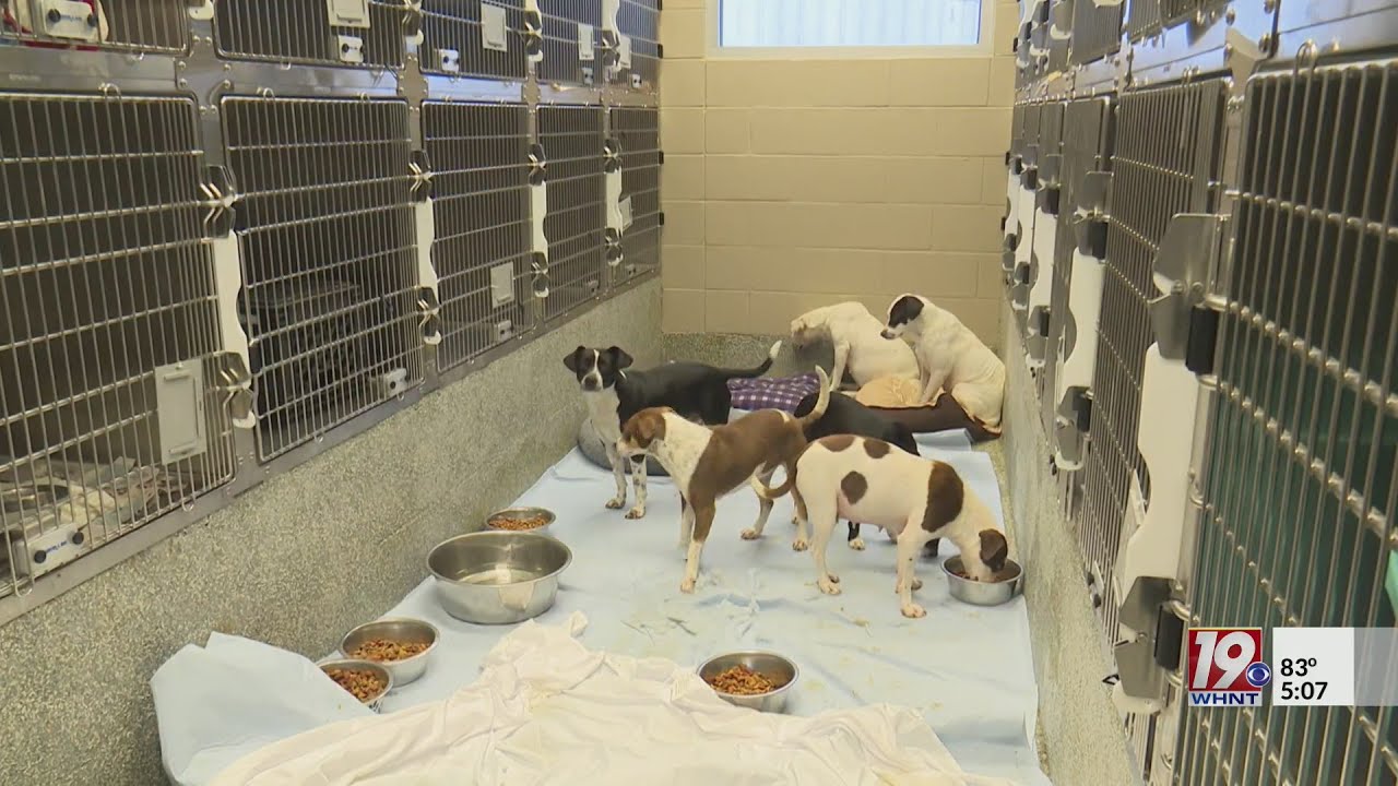 Florence Animal Control Takes Over County Animal Problem | June 15, 2023 | News 19 at 5 p.m ...