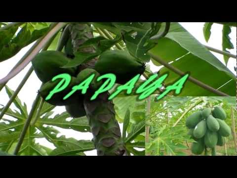 Papaya - San Jose Film
