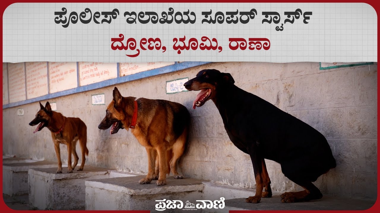 ಪೊಲೀಸ್ ಇಲಾಖೆಯ ಸೂಪರ್ ಸ್ಟಾರ್ಸ್: ದ್ರೋಣ, ಭೂಮಿ, ರಾಣಾ | Karnataka Dog Squad ...