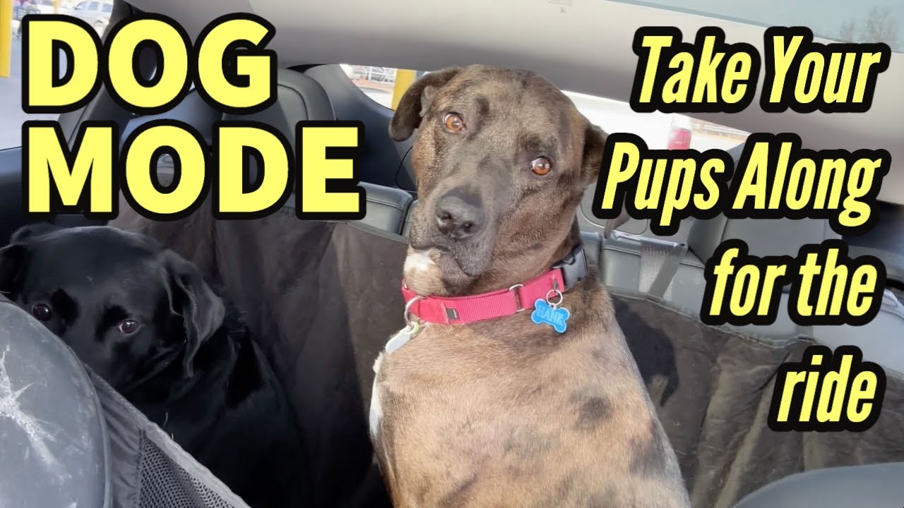 Tesla Dog Mode - Take Your Pups Along for the Ride - YouTube