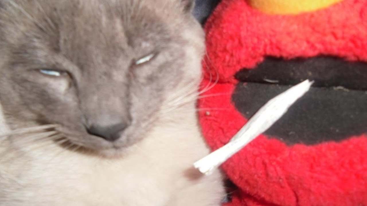 Gatos Drogadictos!! Realmente impresionante.. - YouTube